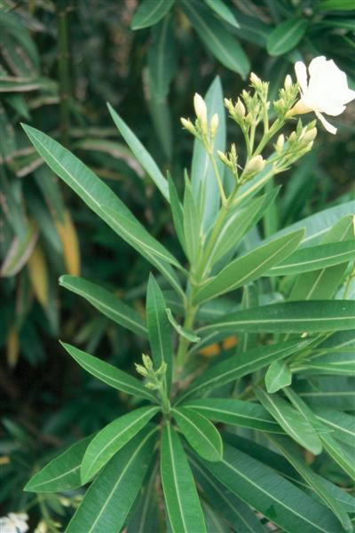 Nerium oleander / nerium_leaf.jpg